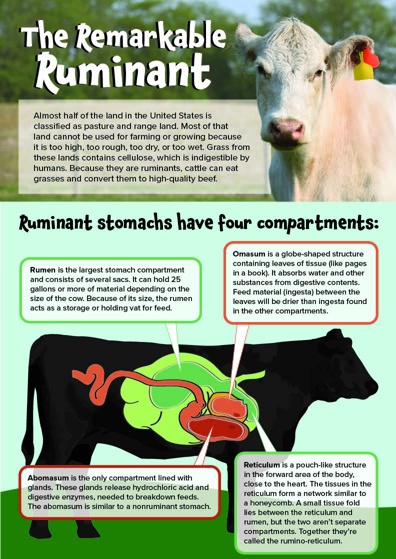 Ohio Beef Council Store